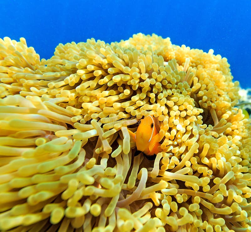 Small fish in an ocean stock photo. Image of marine - 108097148