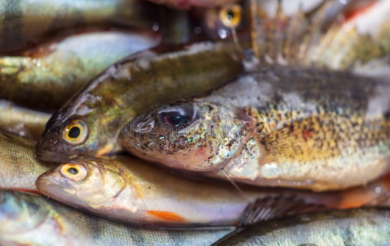 Small fish perch and ruff stock image. Image of fishing - 172319151