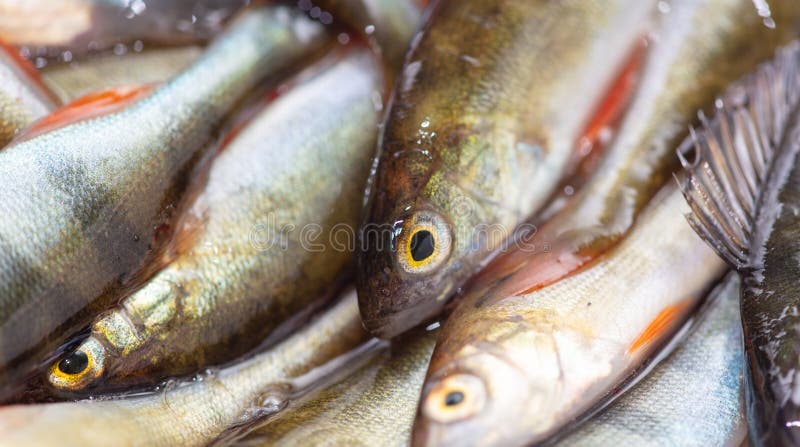 Small fish perch and ruff stock photo. Image of collection - 182418000