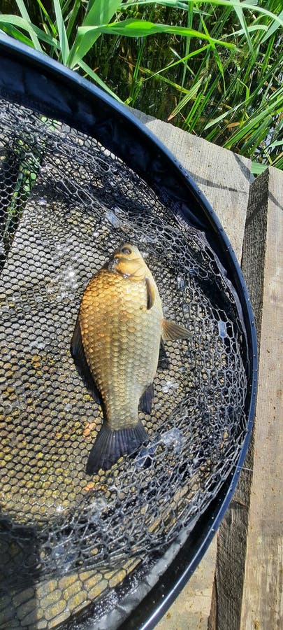 Small fish picture stock photo. Image of fishing, food - 249071480