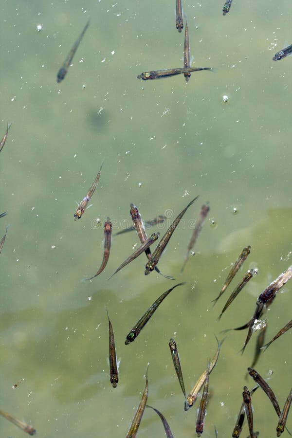 Small fish stock image. Image of fishing, swimming, fish - 40632373