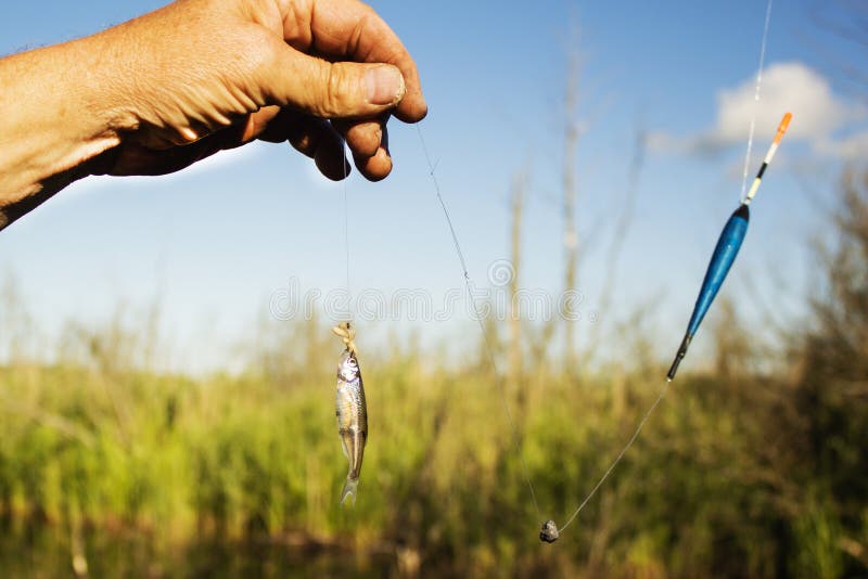 Small Fish Placed on the Hook As Bait. Stock Image - Image of hook ...