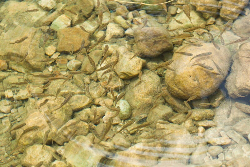 Small fish in a pond stock photo. Image of reptile, animal - 191582878
