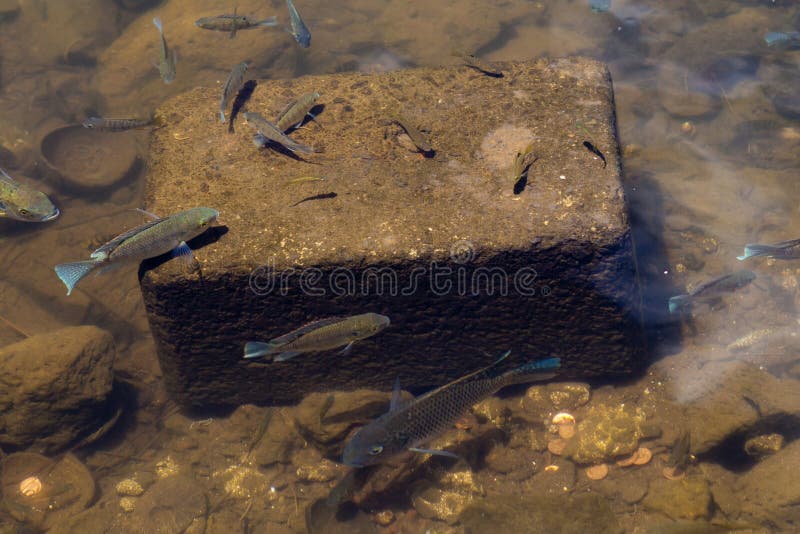 Small fish stock photo. Image of small, asian, nature - 40328466