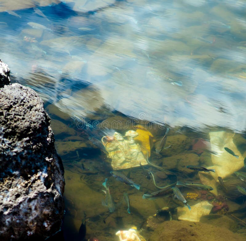 Small fish stock photo. Image of exotic, circle, park - 40328486