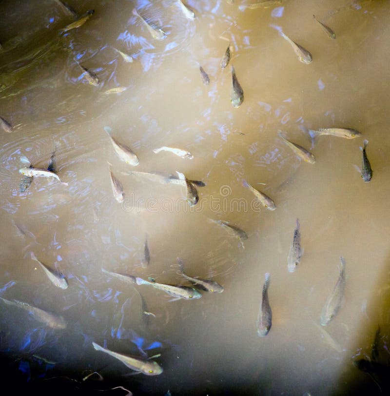 Small fish stock photo. Image of surface, yellow, water - 40338842