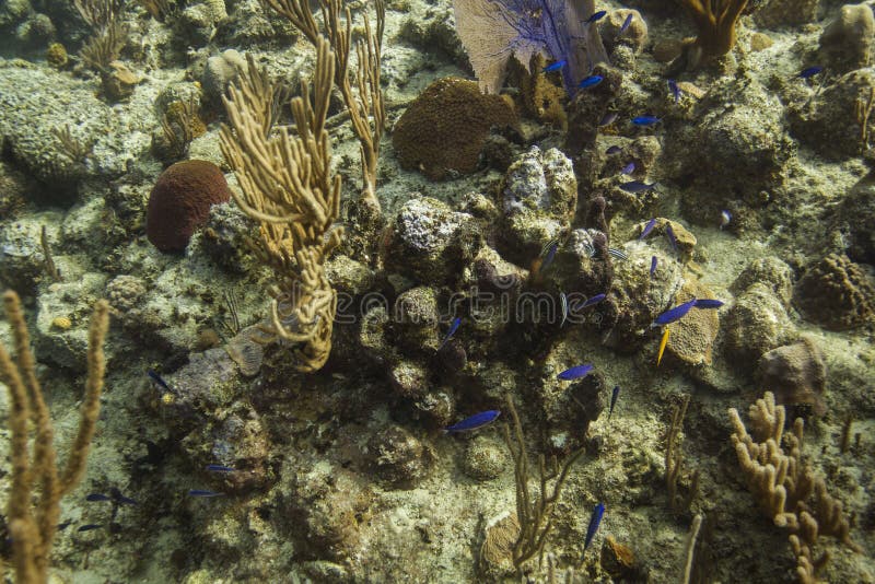 Small fish in reef stock image. Image of stegastes, partitus - 40284467