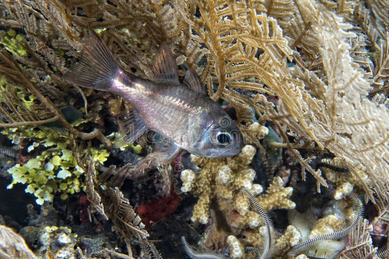 Small fish on reef rocks stock photo. Image of dive, beach - 40628498