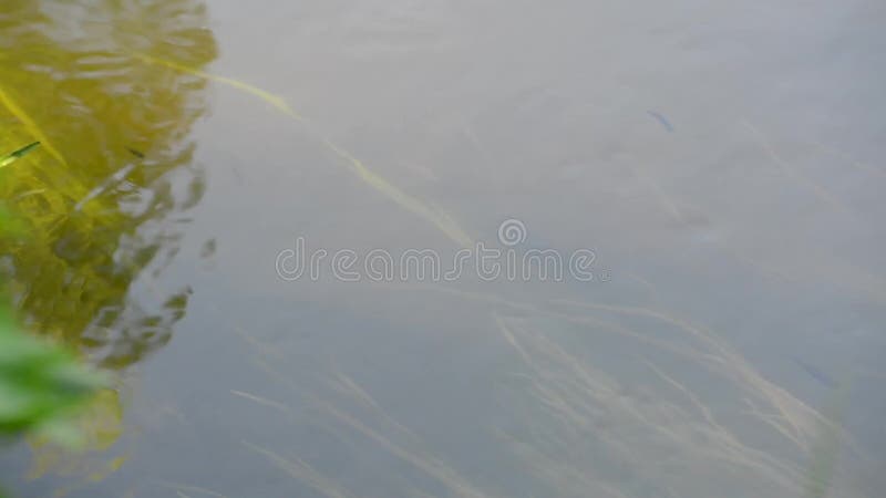 Small Fish Swim Against the Current in the River Stock Video - Video of ...