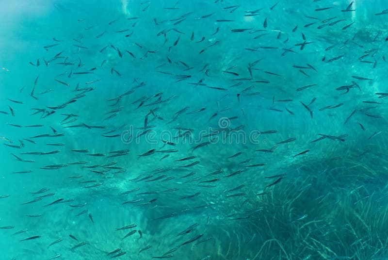 Small fish in the sea stock image. Image of sipadan - 143259325