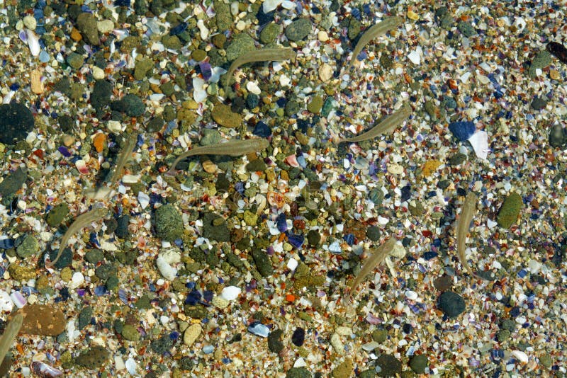 Small Fish in a Shallow Water Stock Photo - Image of marine, sand: 7367348
