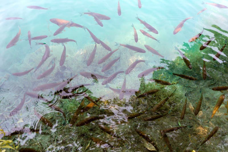 Small Fish Shoal in Azure Lake Stock Photo - Image of fish, shore: 25888016