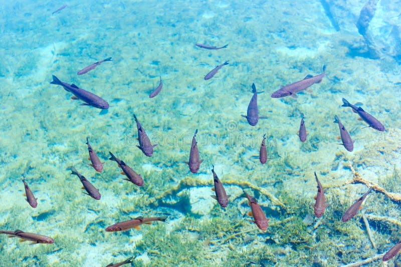 Small Fish Shoal in Azure Lake Stock Image - Image of wilderness, water ...