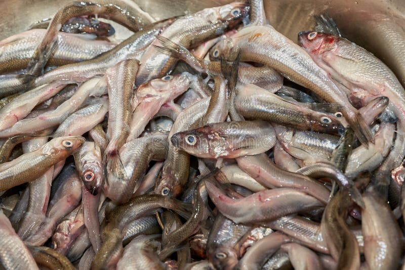 Small Fish Smelt are Fried in a Pan Stock Image - Image of capelin ...