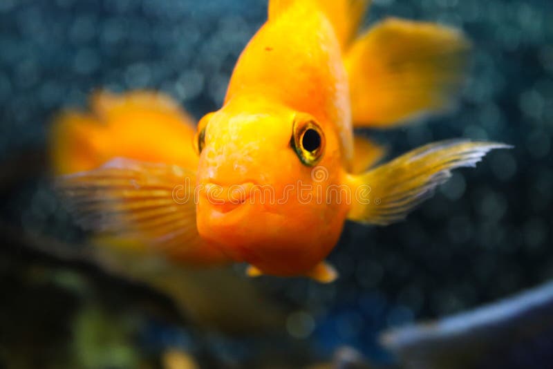 Small Fish Smiles from an Aquarium To People. Stock Image - Image of ...