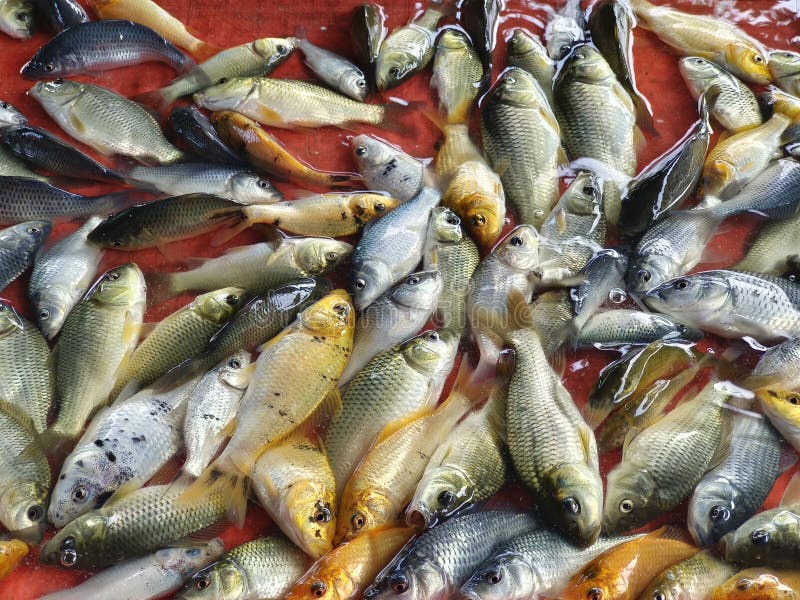 Small Fish Sold in Traditional Markets Stock Photo - Image of ...
