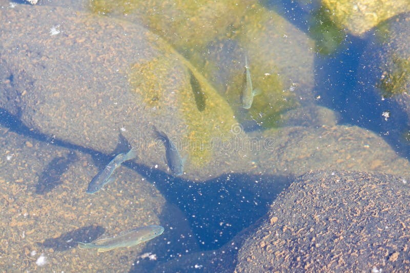 Small Fish in a Small Stream Stock Photo - Image of stream, calm: 258307480