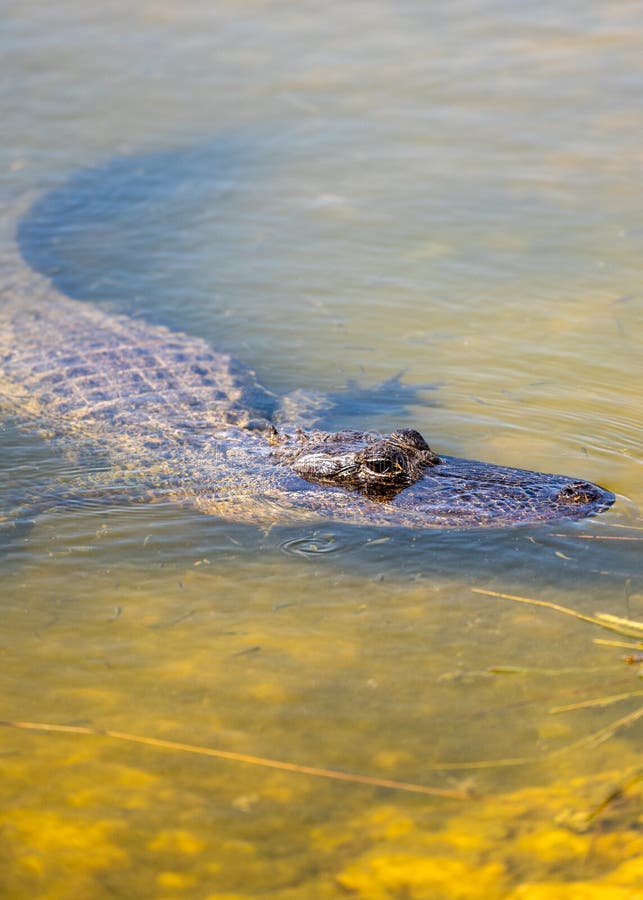 Small Fish Swim Around Alligator in Yellow Water Stock Photo - Image of ...