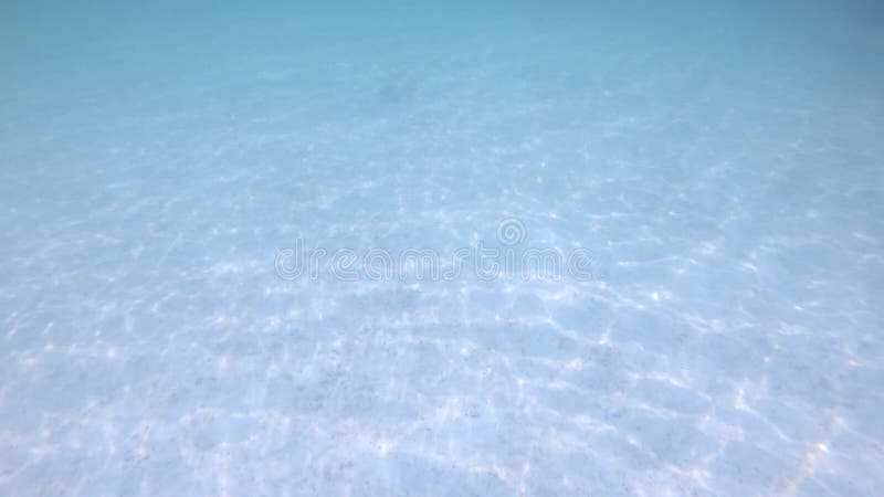 Small Fish Swim in the Clear Sea with Sandy Floors and Reflective ...