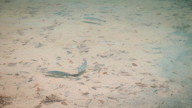 Small Fish Swim in the River Stock Photo - Image of game, colorful ...