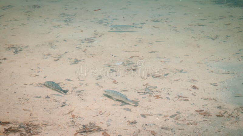 Small Fish Swim in the River Stock Photo - Image of buffalo, healthy ...