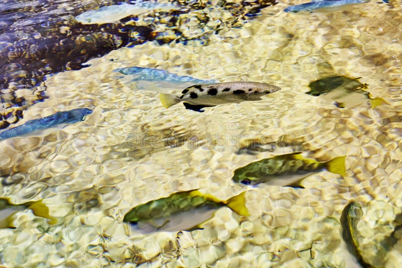 A Small Fish Swimming in Clear Clear Water Stock Image - Image of ...