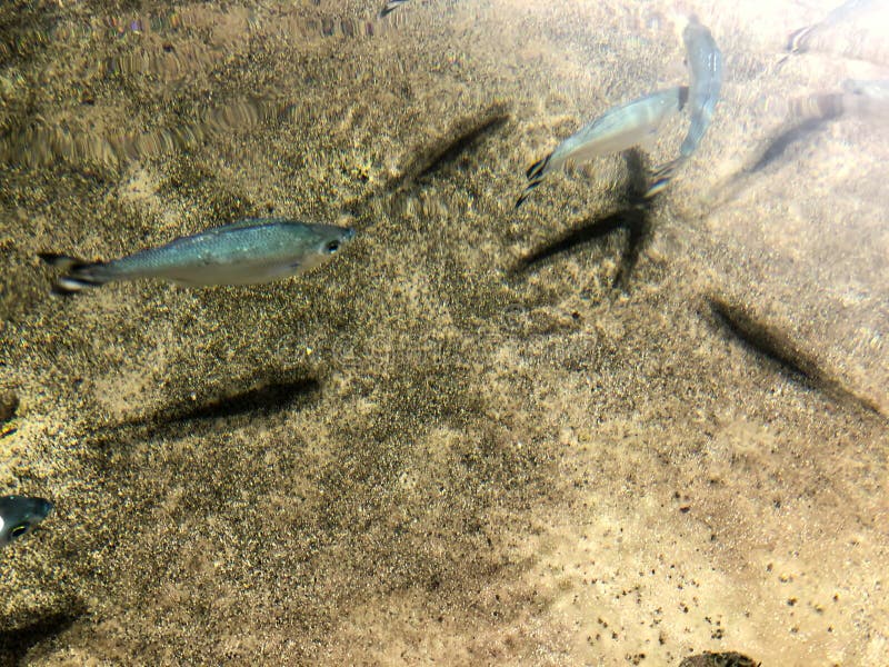 Small Fish Swimming in an Open Water Stock Photo - Image of tourism ...