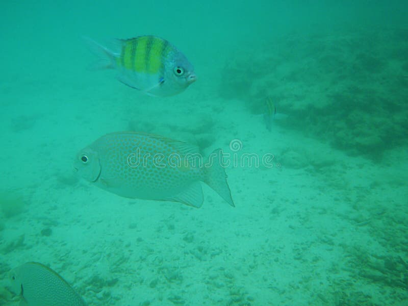 A Small Fish Underwater in the Sea. Stock Image - Image of reef, nature ...