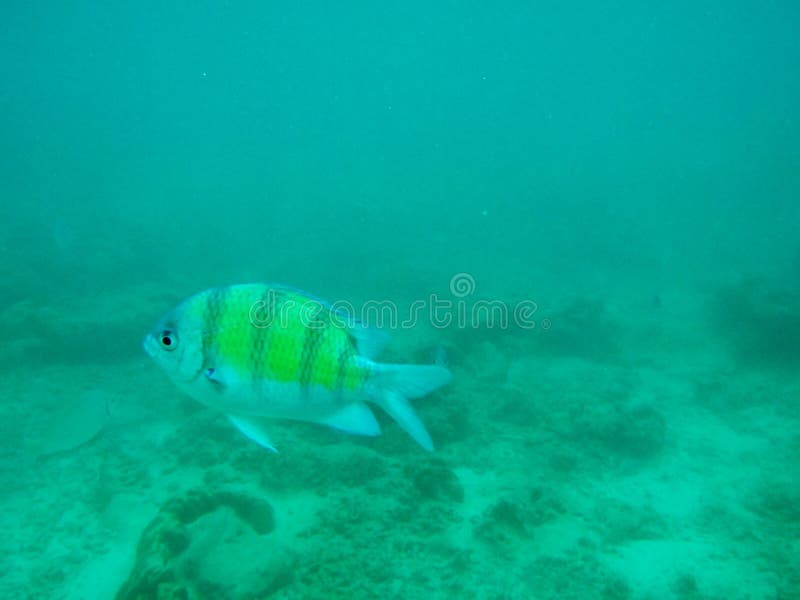 Small fish in the sea stock image. Image of school, aquatic - 116822629
