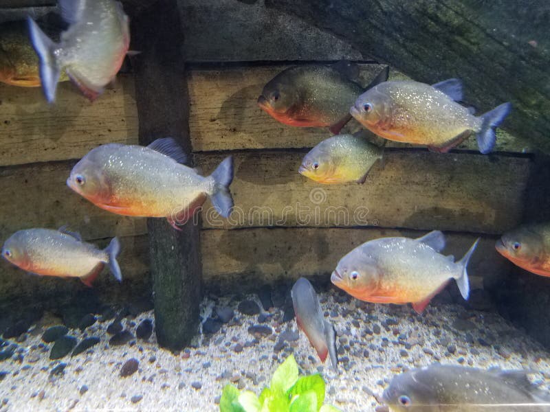 Small Fish Swimming with Wood and Stones Stock Photo - Image of animal ...