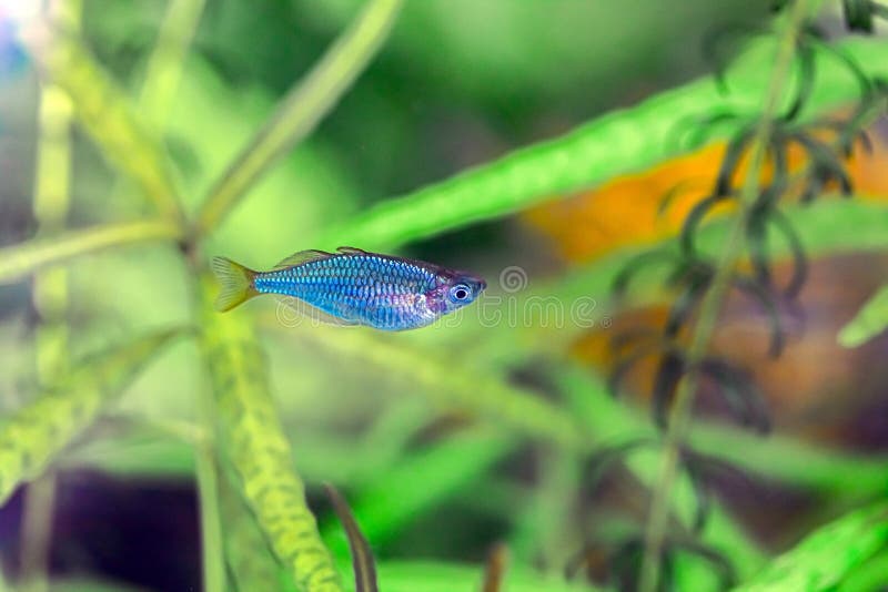 Small fish in tank stock photo. Image of orange, branch - 247829370