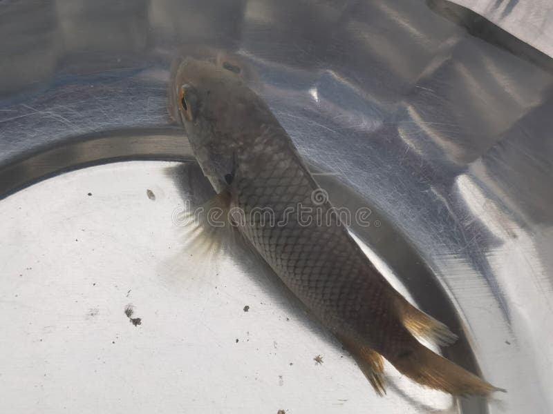 Small fish in water stock photo. Image of water, fish - 226479438