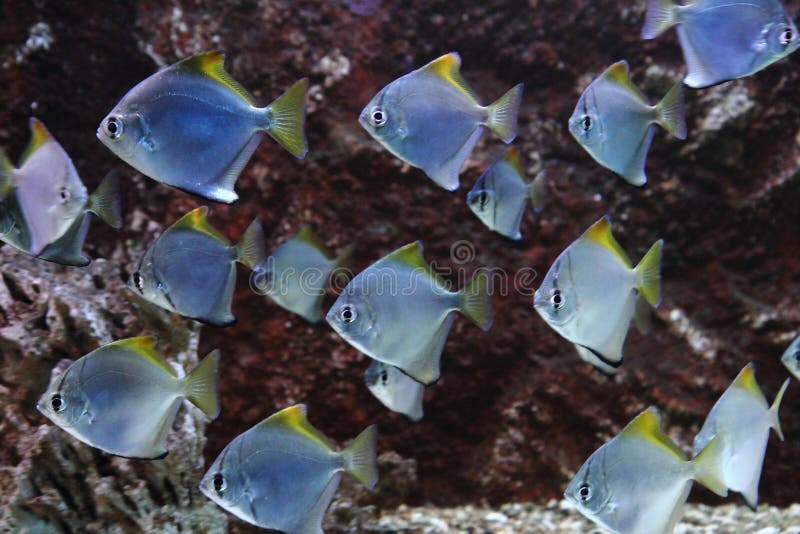 Small fishes stock photo. Image of reef, diving, tropical - 20334638