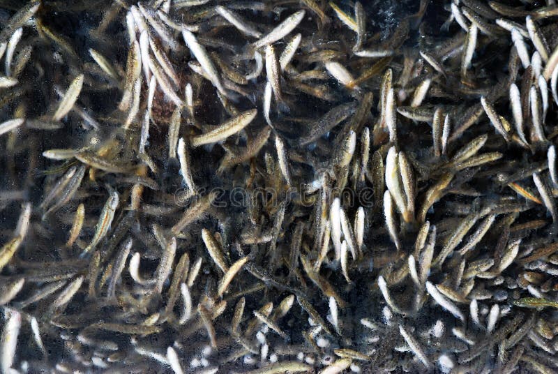 Small Fishes in an Aquarium. Stock Photo - Image of life, ecological ...