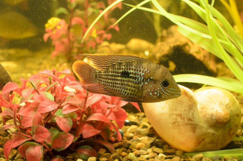 Small fishes stock photo. Image of amazonas, bright, life - 30642616