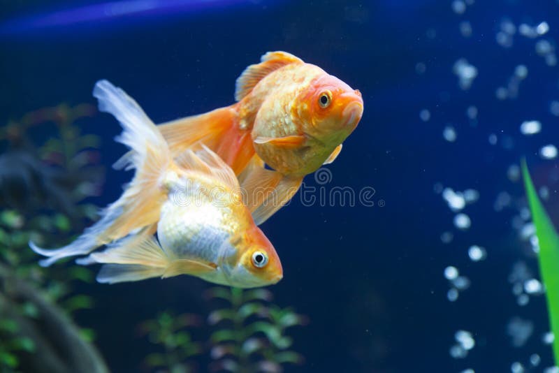 Small Fishes in an Aquarium Stock Image - Image of freshwater, fish ...
