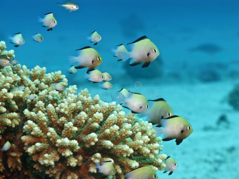 Small fishes on coral reef stock photo. Image of undersea - 8777974