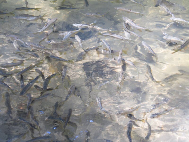 Small fishes in pond stock photo. Image of closeup, food - 82621678