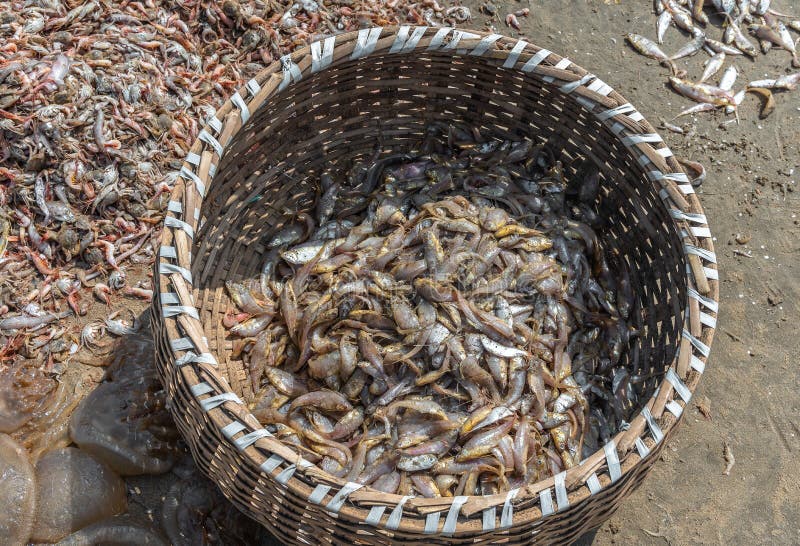 Small Fishes and Prawn Drying Out in the Sunlight. Stock Photo - Image ...