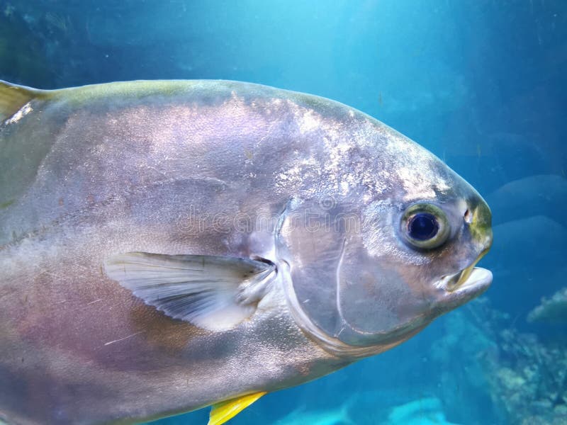 Small Fishes in the Red Sea Stock Photo - Image of colorful, background ...