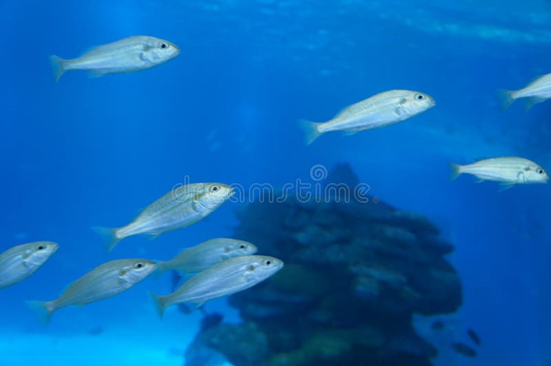 Small fishes stock photo. Image of animal, colour, movement - 49108050