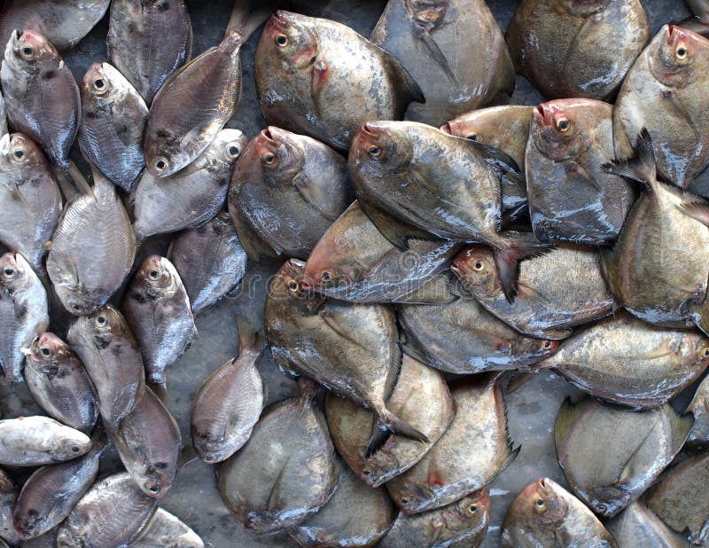 Small Flat Fish on Sale at Market Stock Photo - Image of scales ...