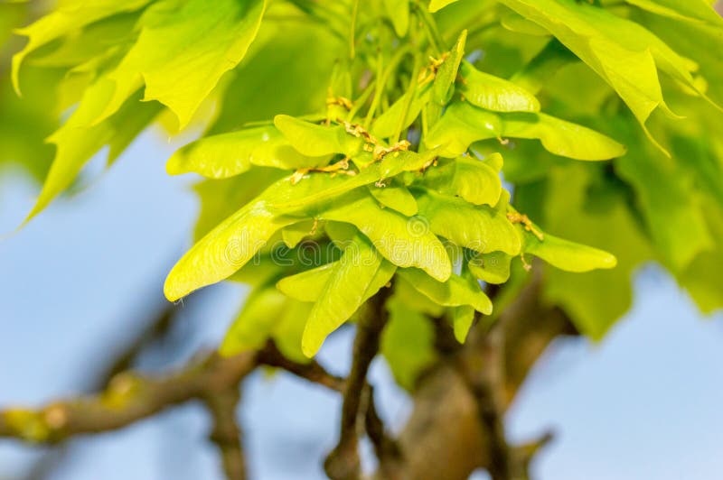 Small Flat Samara, Maple Key. Acer Seeds on the Branch Stock Image ...