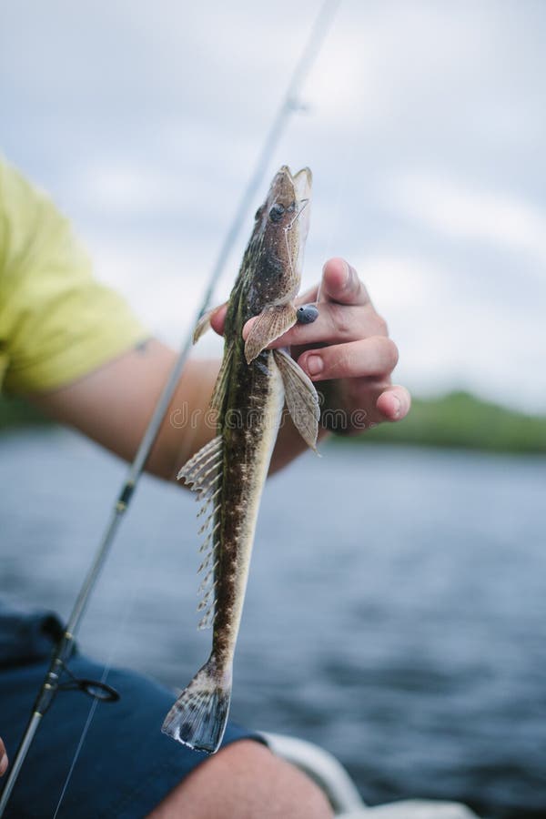 777 Flathead Fish Stock Photos - Free & Royalty-Free Stock Photos from ...