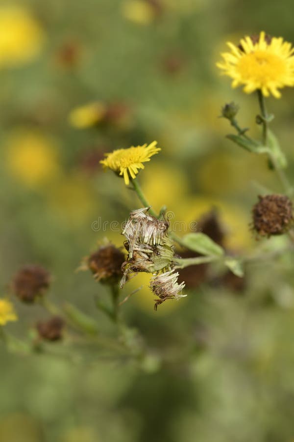Small fleabane stock image. Image of plant, leaf, nature - 281186335
