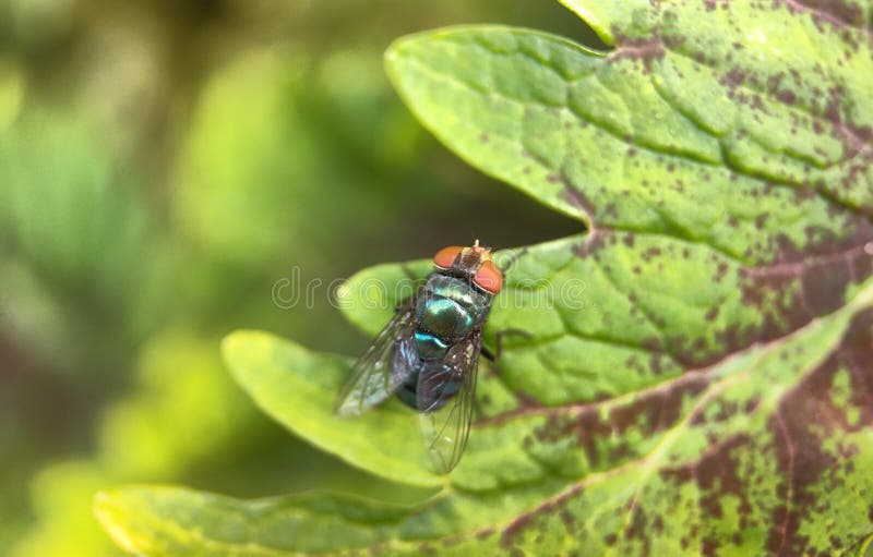 Small Flies in Green Leaves in the Garden Stock Image - Image of flies ...