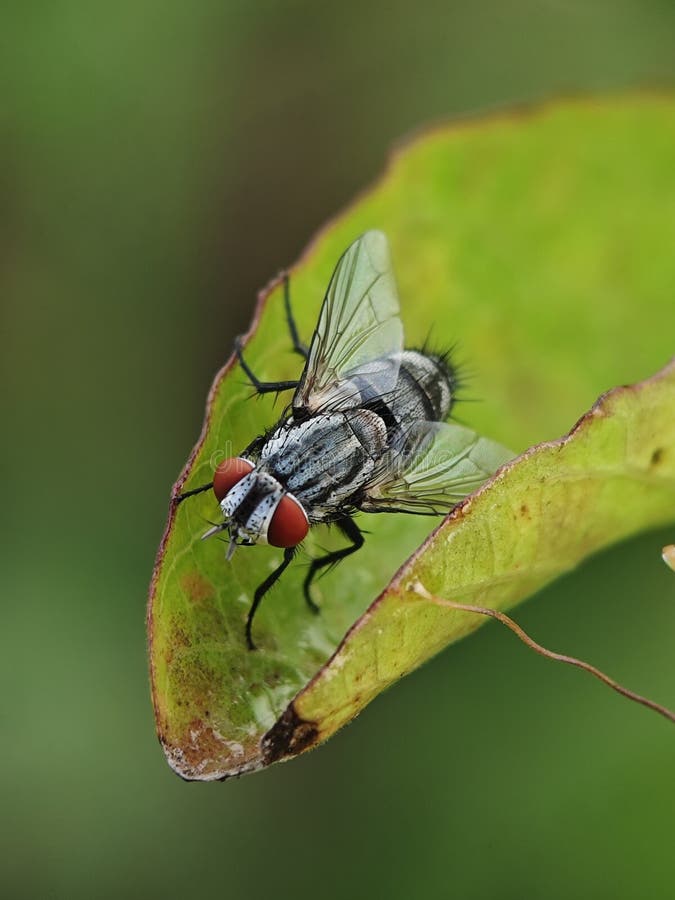 Small Flies Landed Green Leaves Stock Photos - Free & Royalty-Free ...