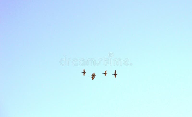 Small Flock of Birds is Flying Stock Photo - Image of color, flock ...