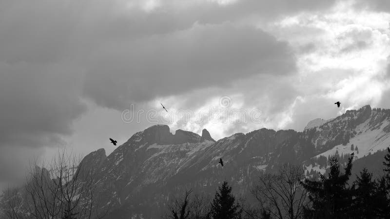 Small Flock of 4 Birds Flying in Circle in Front of the Mountains in ...