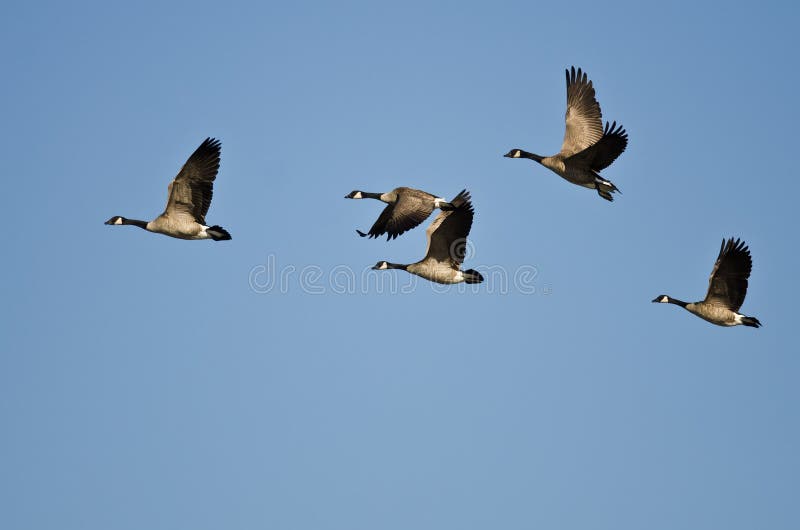 Canada geese flying stock photo. Image of wings, geese - 23119800